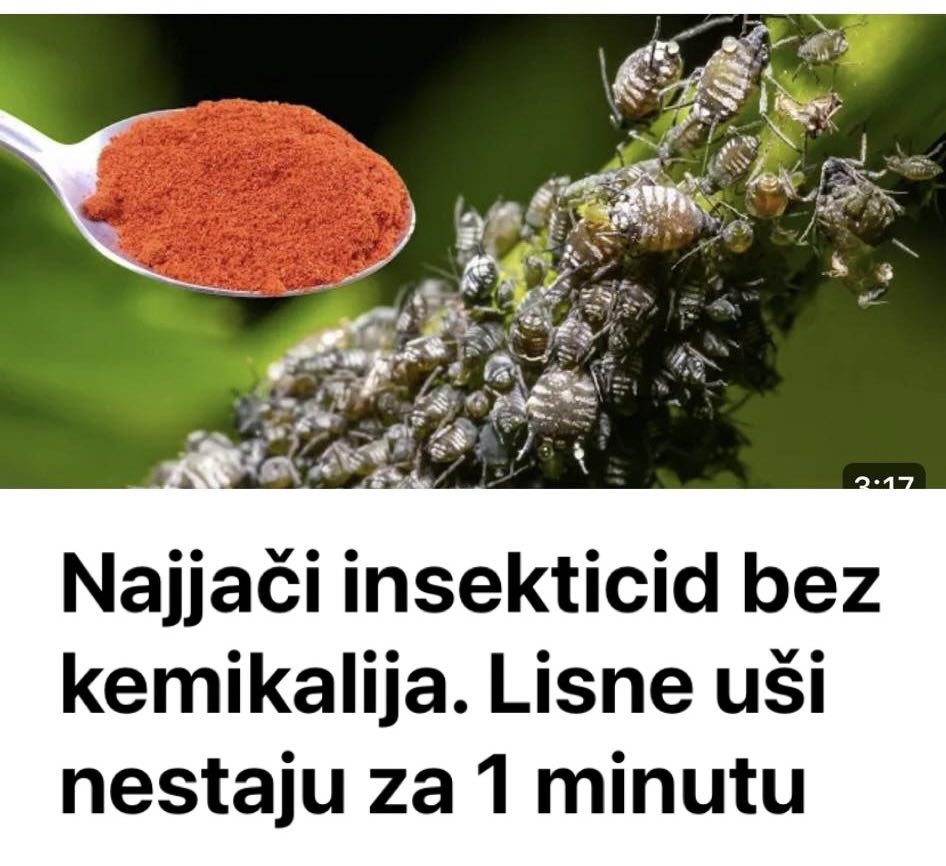 Najjači insekticid bez kemikalija. Lisne uši nestaju za 1 minutu | Nova ...
