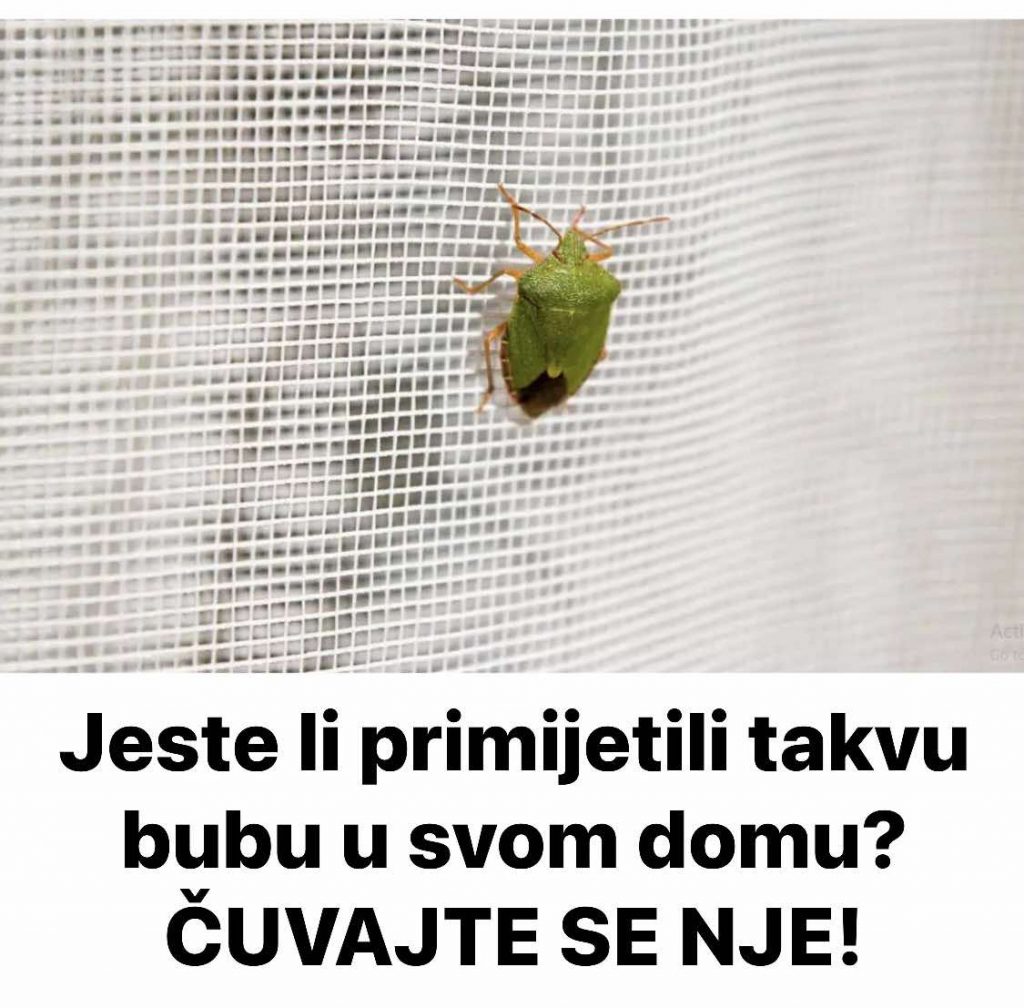 Jeste li primijetili takvu bubu u svom domu? ČUVAJTE SE NJE! | Novadanas